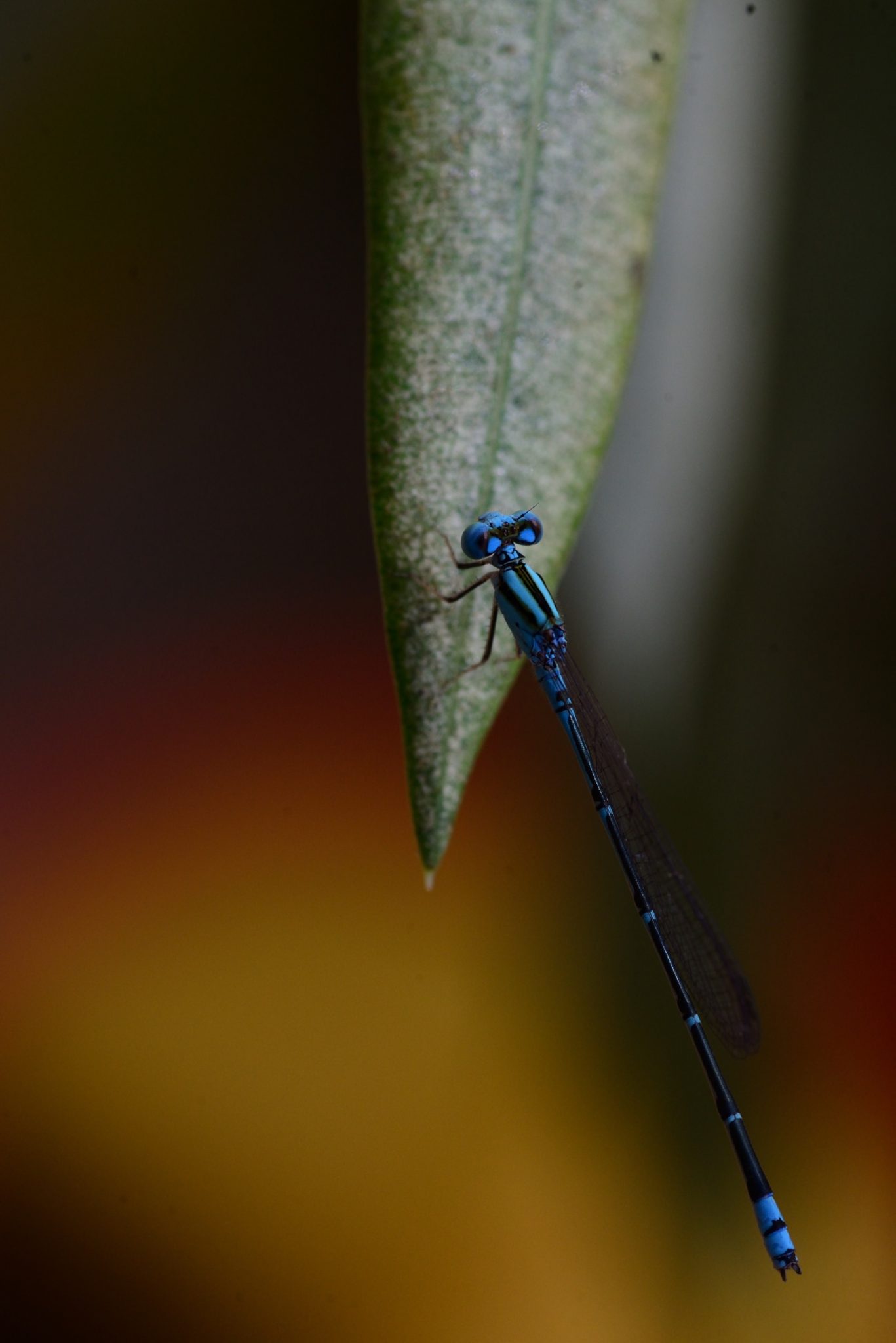 Bokeh Photography: A Step-by-Step Guide for Beginners - EXIF Viewer by ...