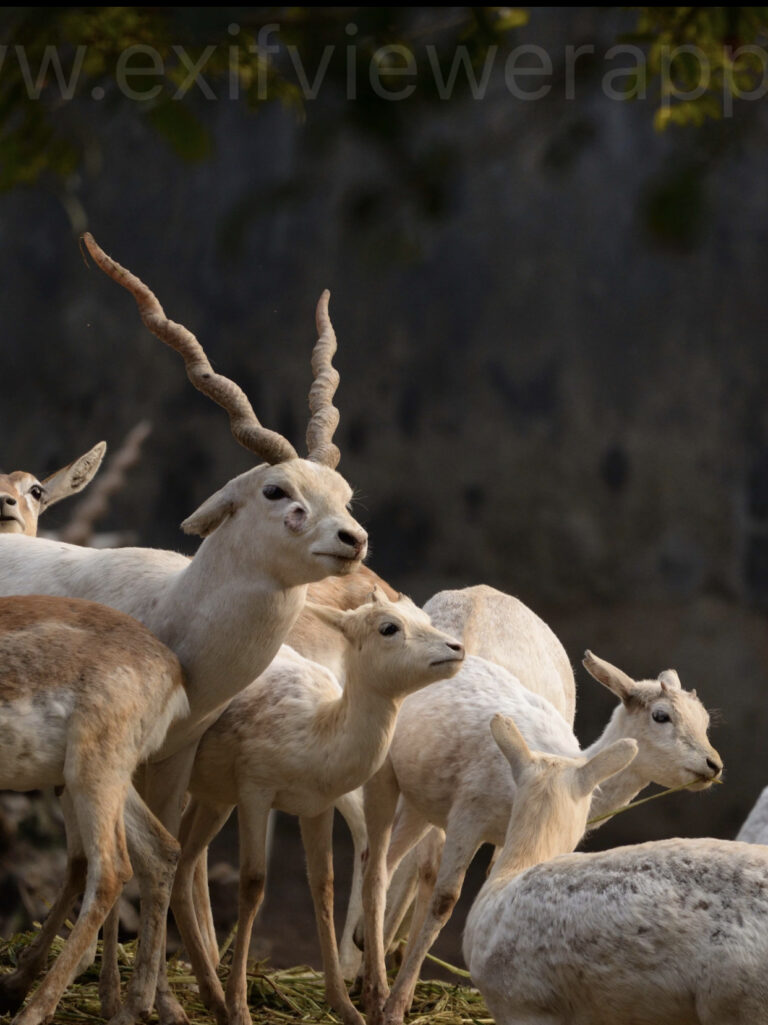 A Photographer's Guide to Shooting Animals in Zoos - EXIF Viewer by Fluntro